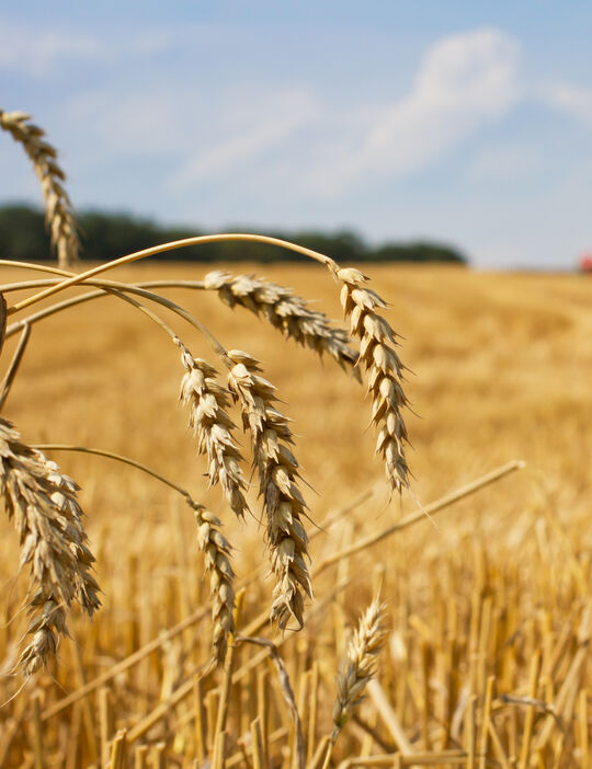 Growing agribusiness Scoular - RadarRadar